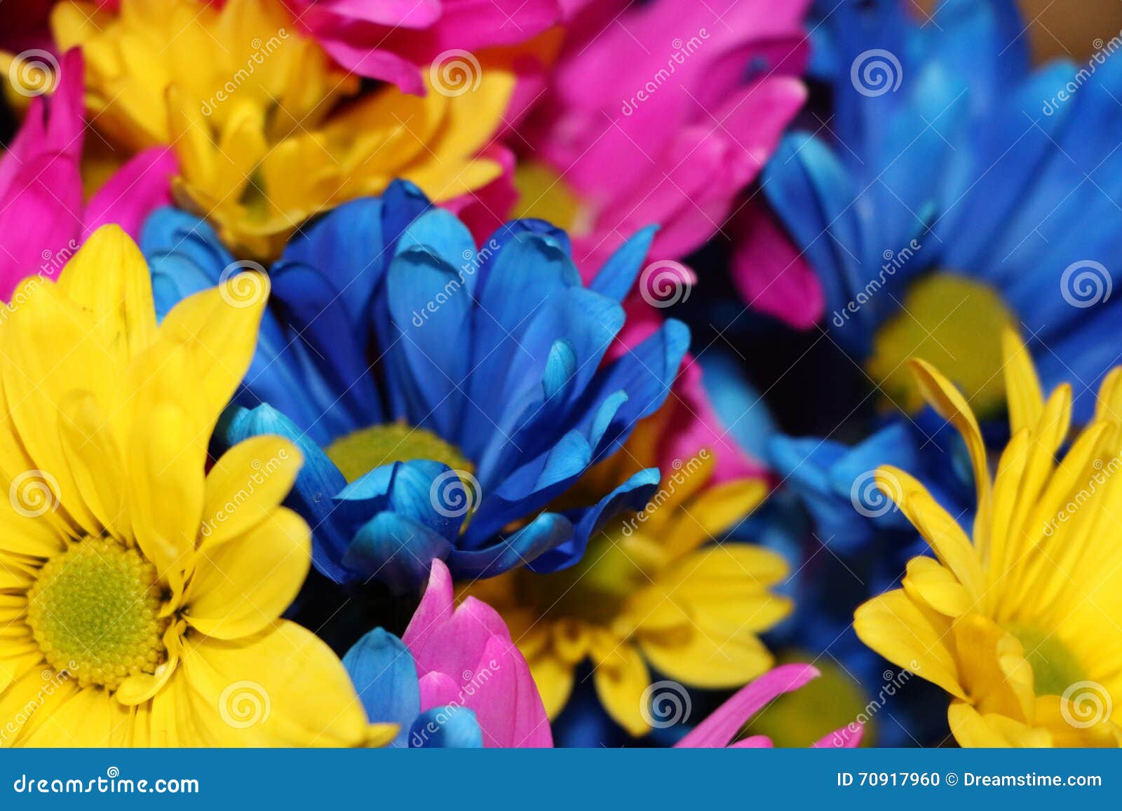 Fun Flowers stock photo. Image of yellow, close, flowers - 70917960
