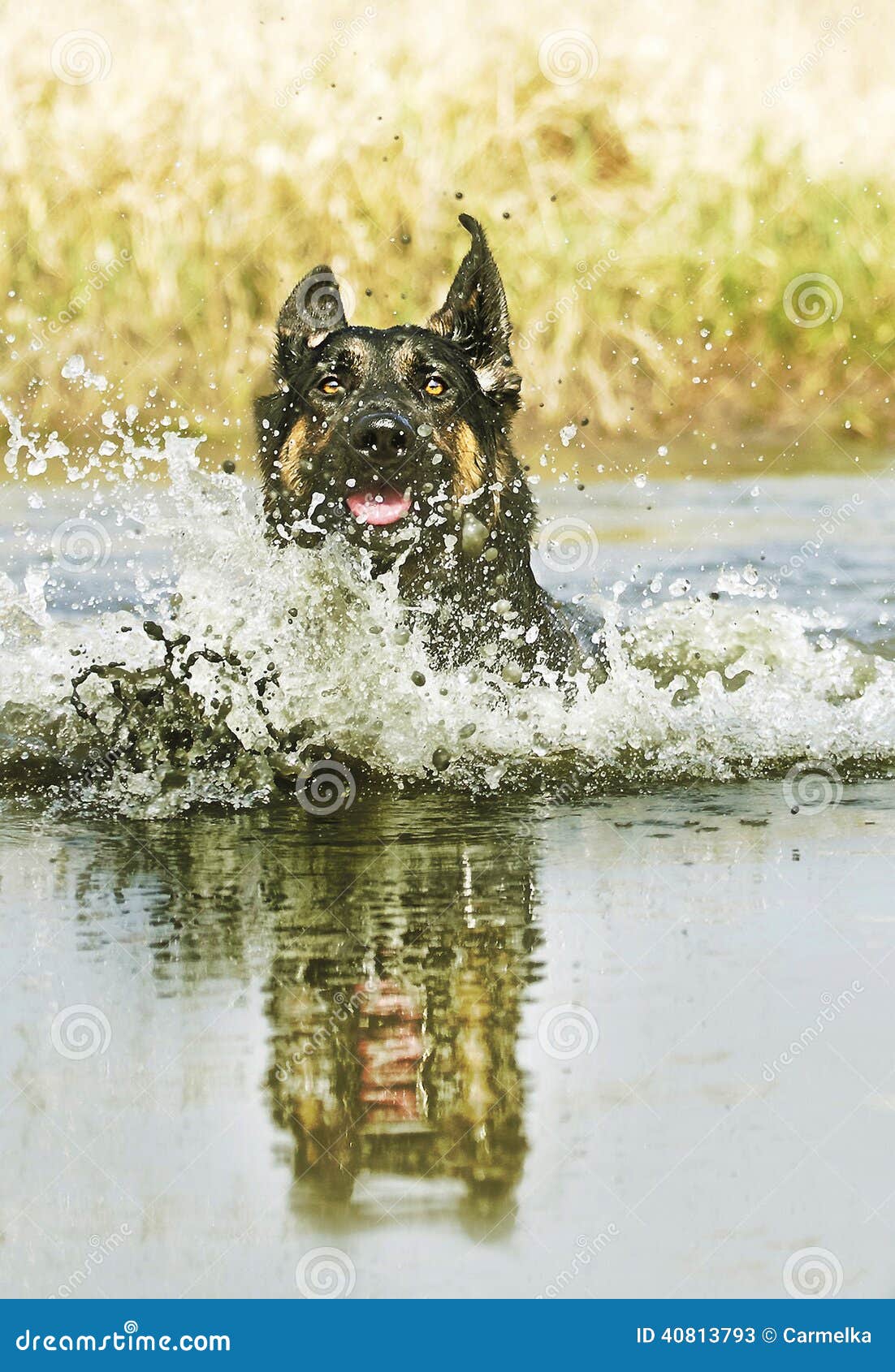 Fun German Shepherd Swims in Lake Stock Image - Image of portrait ...