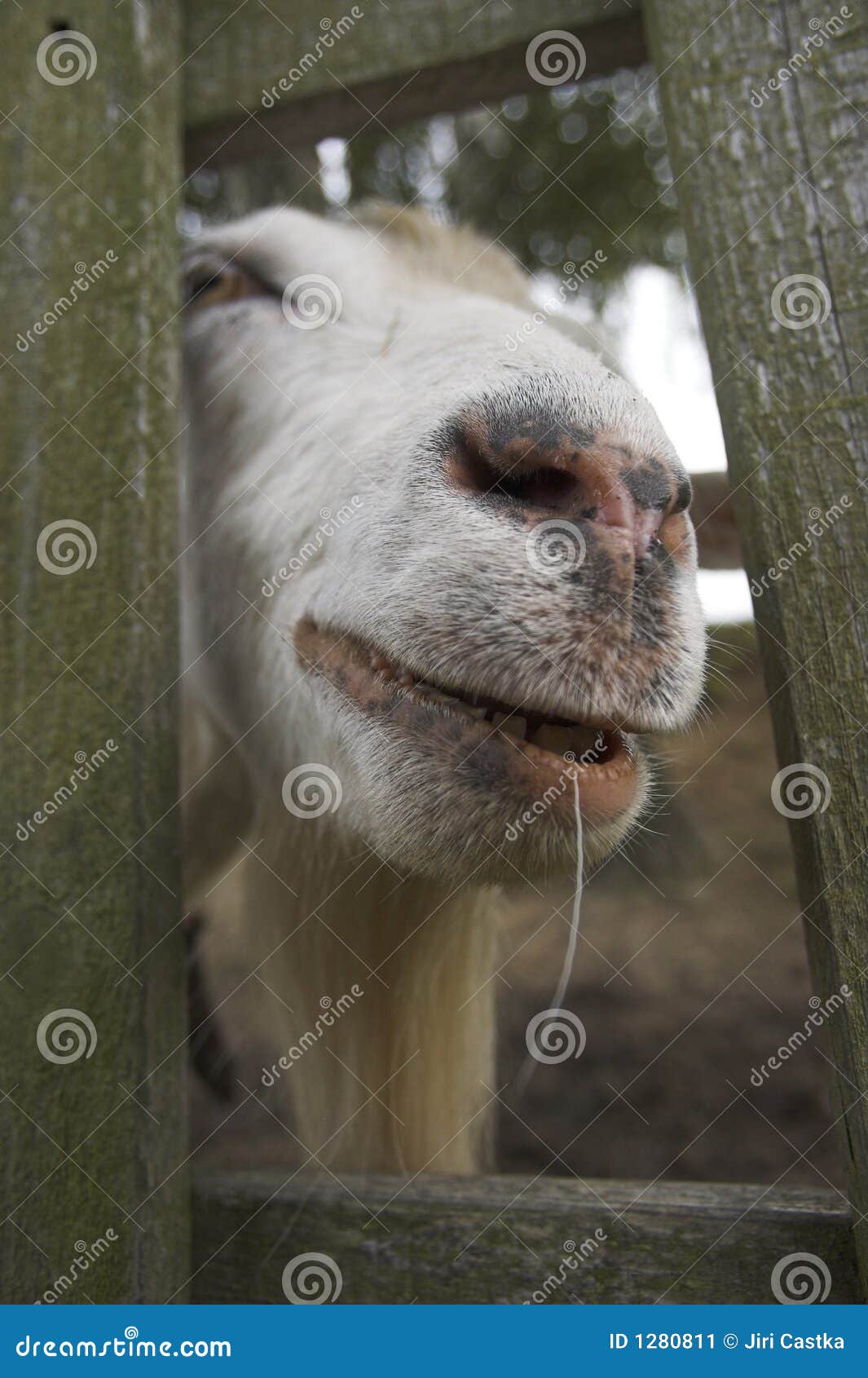 Fun Goat - Shrek :) Picture. Image: 1280811
