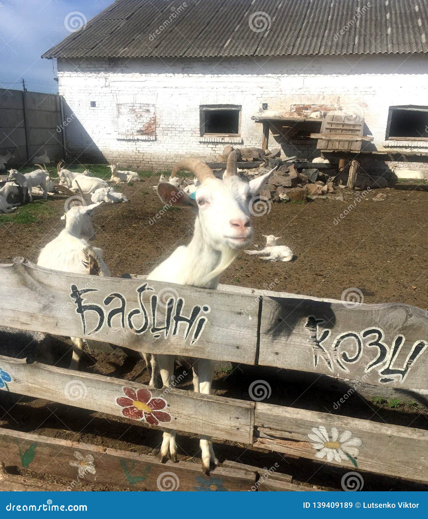 Cool fun goats on a farm stock image. Image of white - 139409189