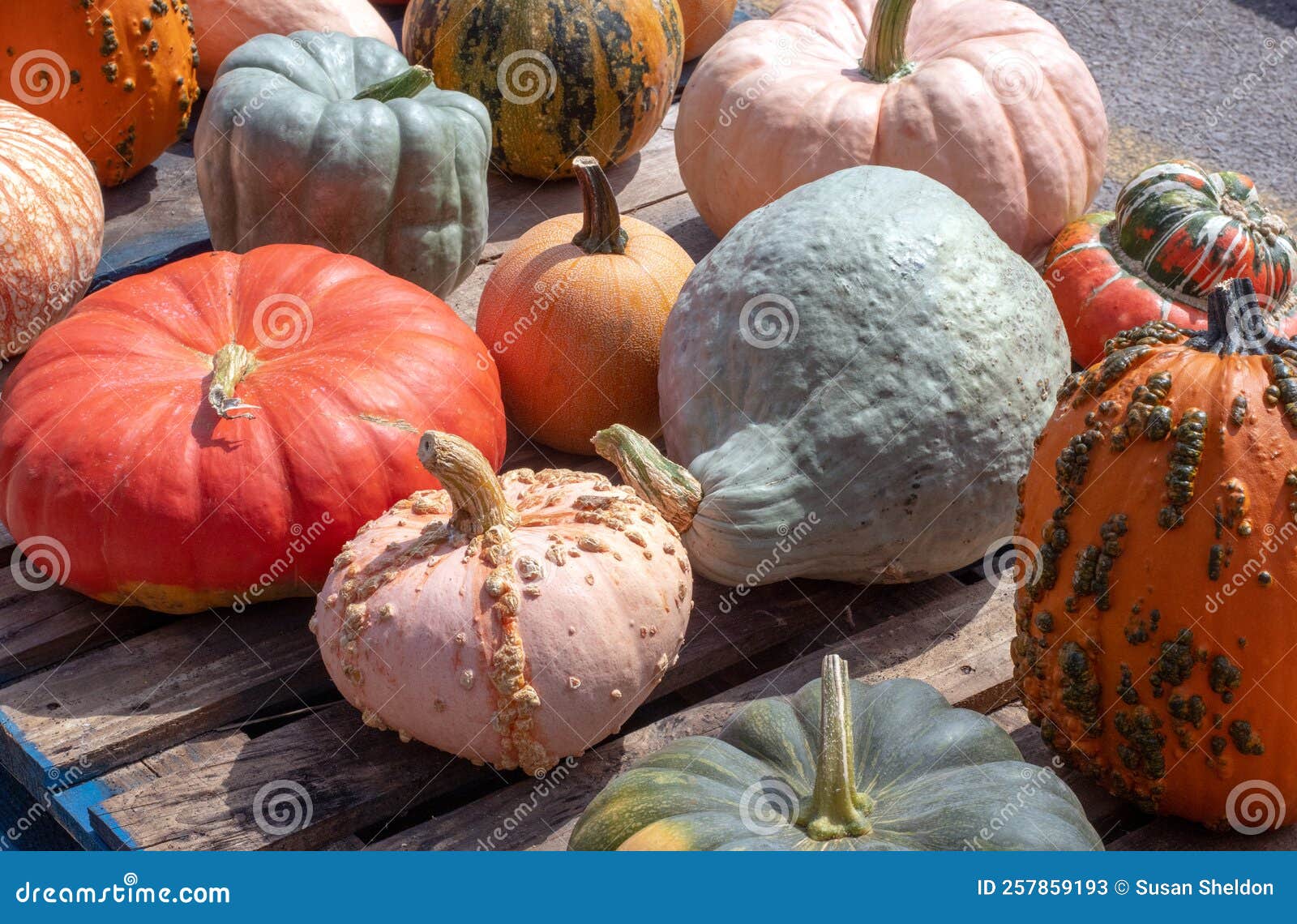 Fall Display of Odd Shaped Gourds and Pumpkins Stock Image - Image of ...