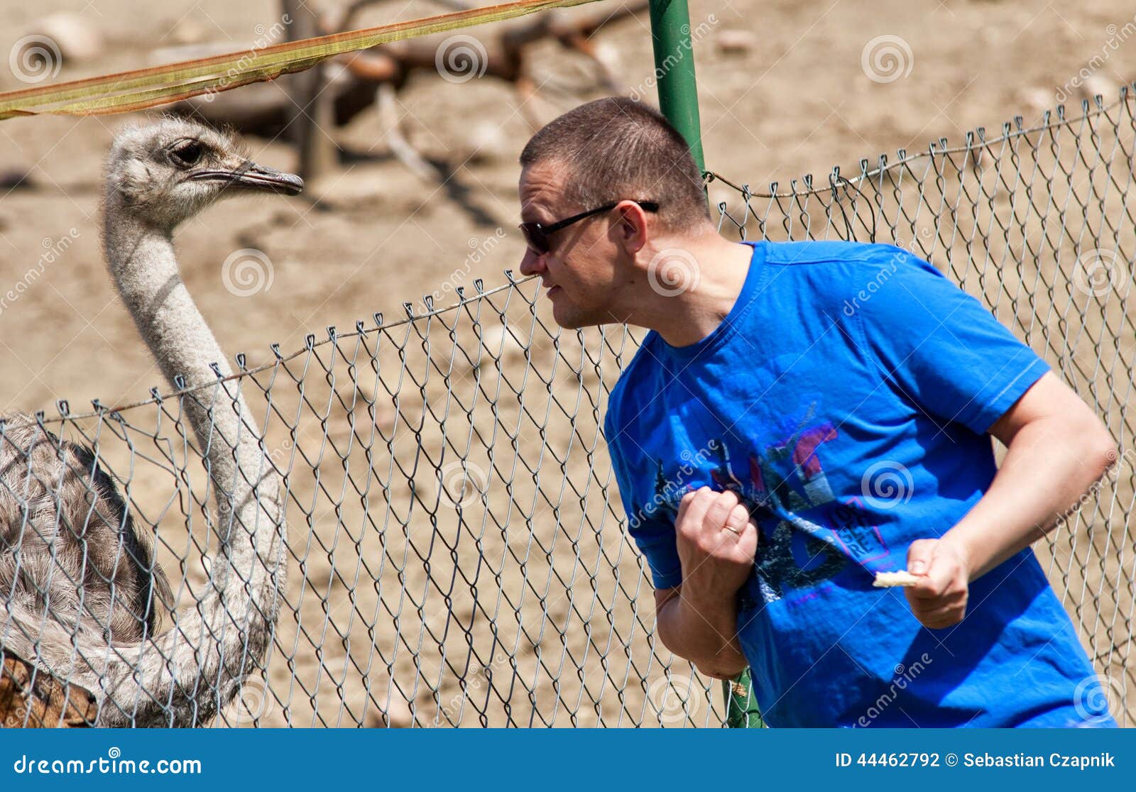 Fun with an Ostrich stock photo. Image of outdoors, animal - 44462792