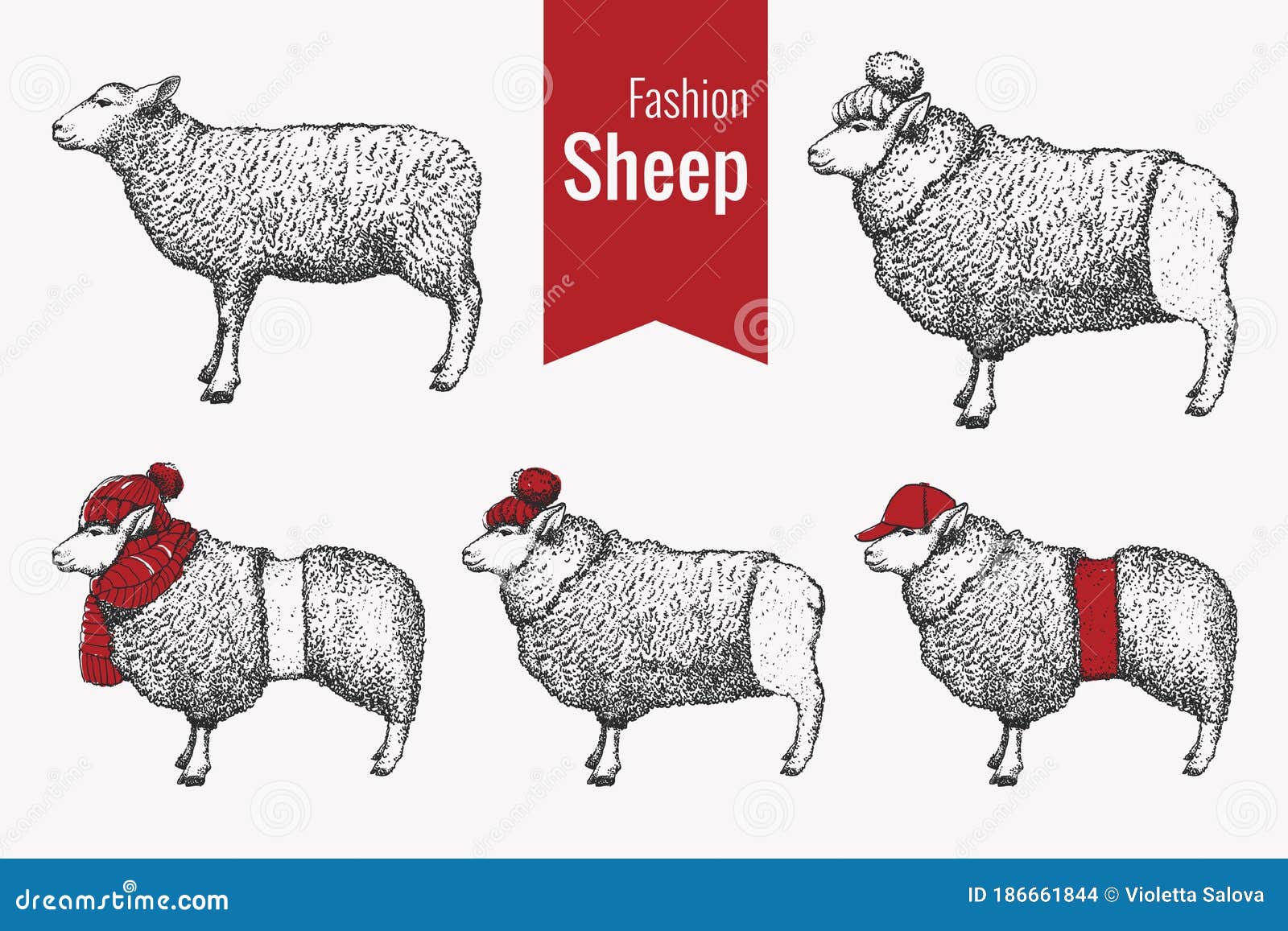 Sheep In Different Poses Isolated Onsimple Background Stock ...