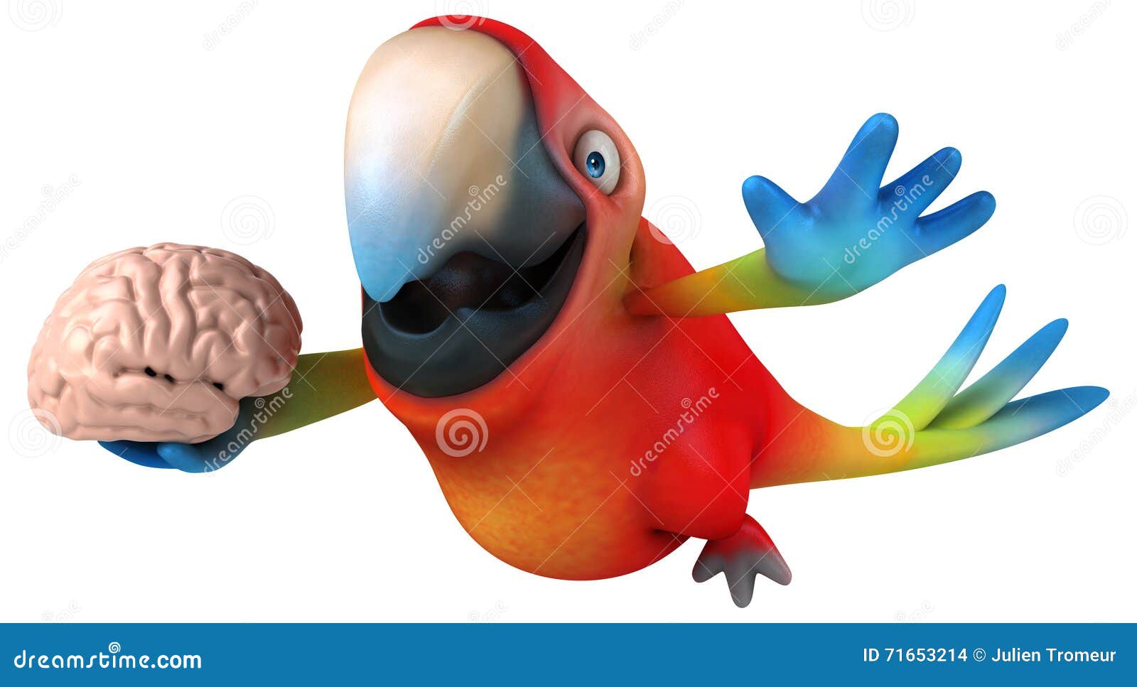 Avian Brain. The Main Anatomical Regions. Vector Illustration ...