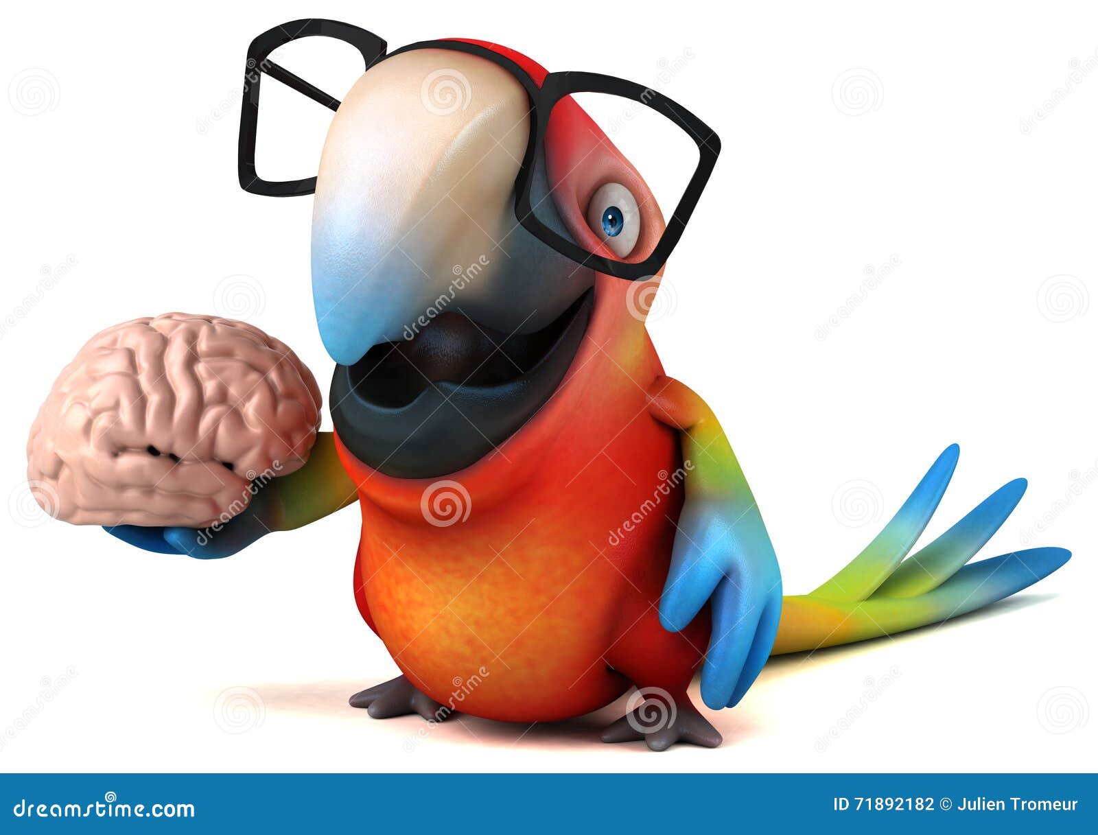 Avian Brain. The Main Anatomical Regions. Vector Illustration ...