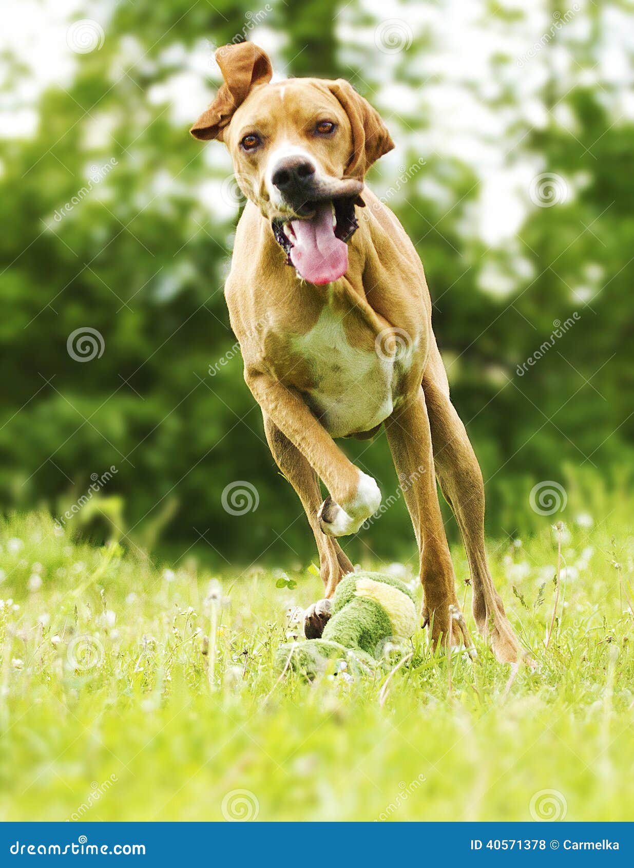 Fun Pointer Puppy Dog Running Stock Photo - Image of play, magyar: 40571378