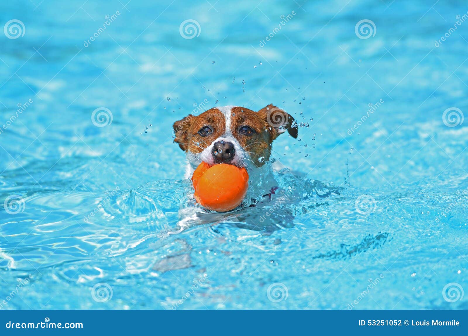 Fun in the Pool - Jack Russel Terrier Stock Photo - Image of ball, cute ...