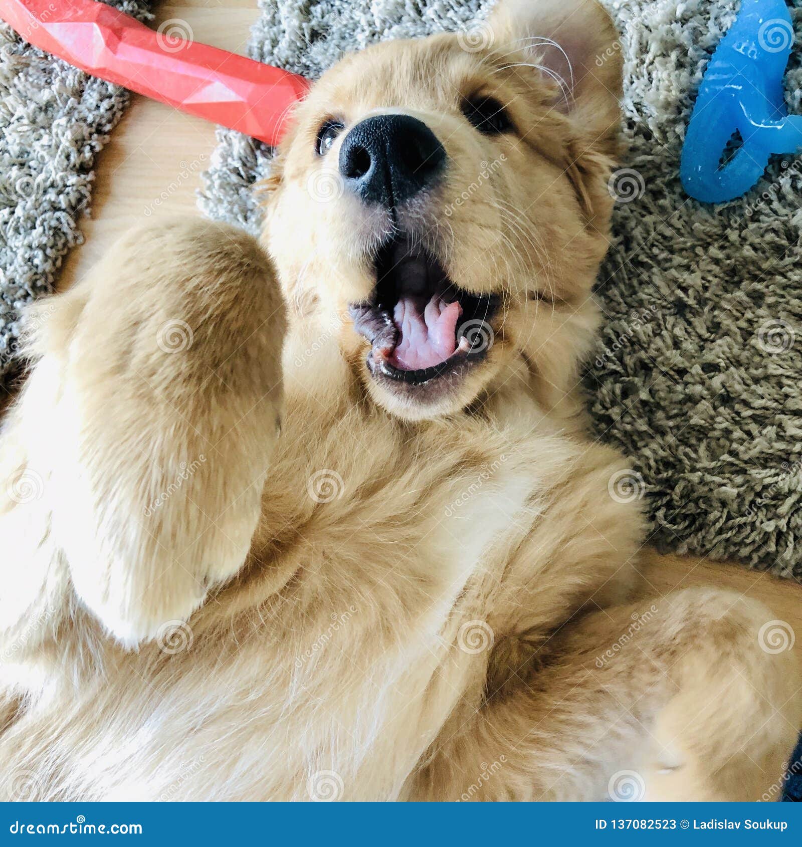 Fun with puppy stock image. Image of teeth, golden, bite - 137082523