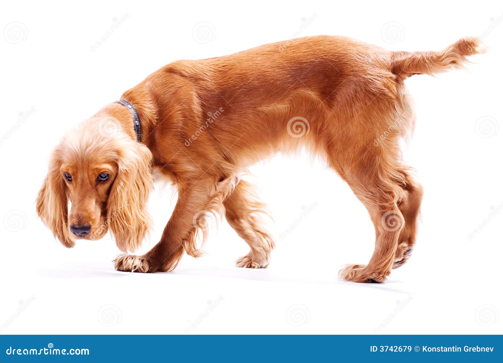 Fun puppy isolated stock image. Image of looks, ears, background - 3742679