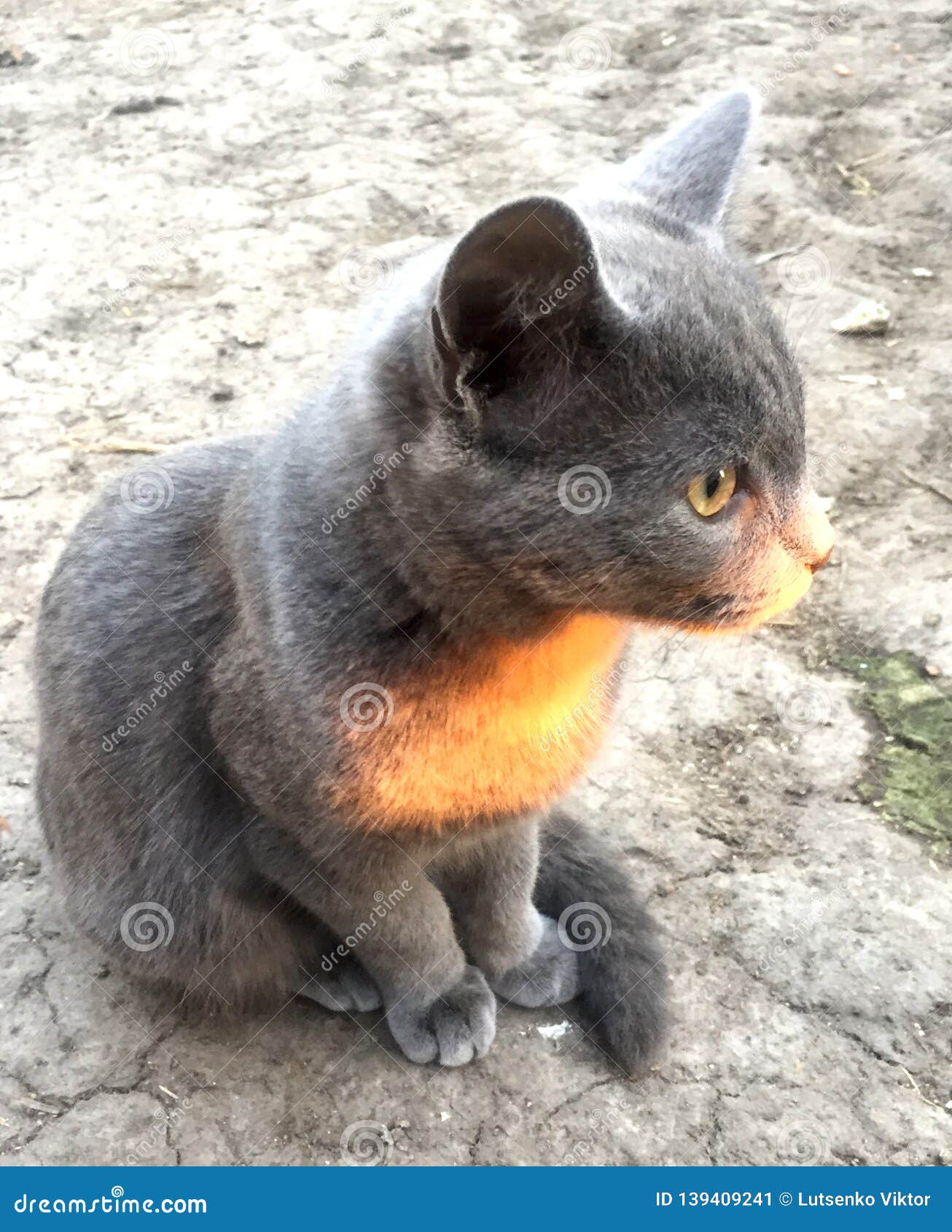 Fun Serious Severe Gray Cat Stock Image - Image of blue, gray: 139409241