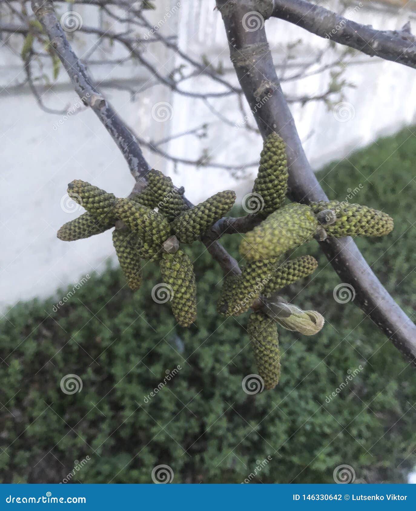 Fun Three Green Shoots on a Tree Stock Photo - Image of color, vibrant ...