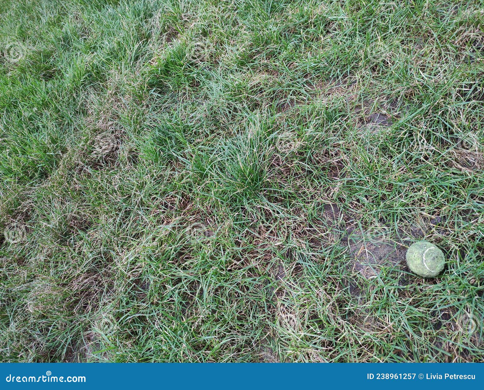 The fun time is over stock image. Image of garden, prairie - 238961257