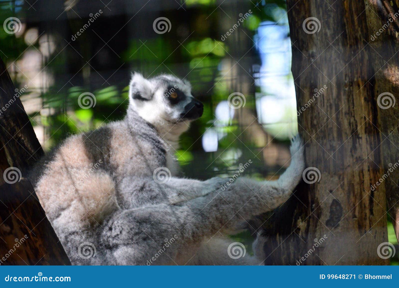 Fun zoo day stock image. Image of primate, fauna, tail - 99648271