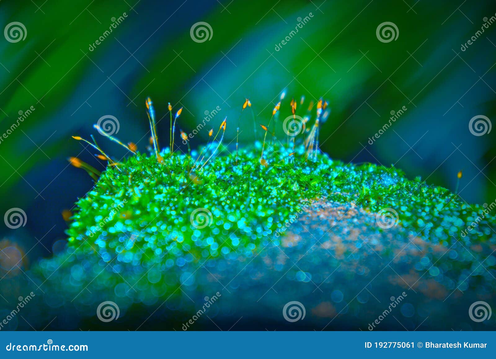 Funaria Hygrometrica, the Bonfire Moss, Common Cord-moss, Stock Image ...