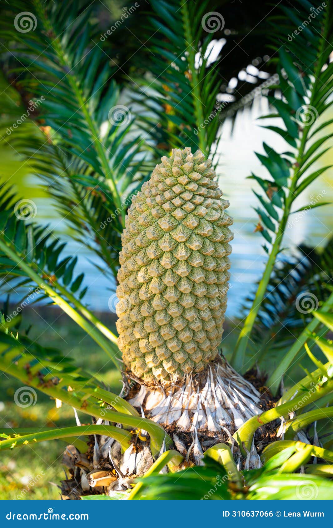 Funchal, Madeira: Cone of a Lebombo Cycad (encephalartos Lebomboensis ...