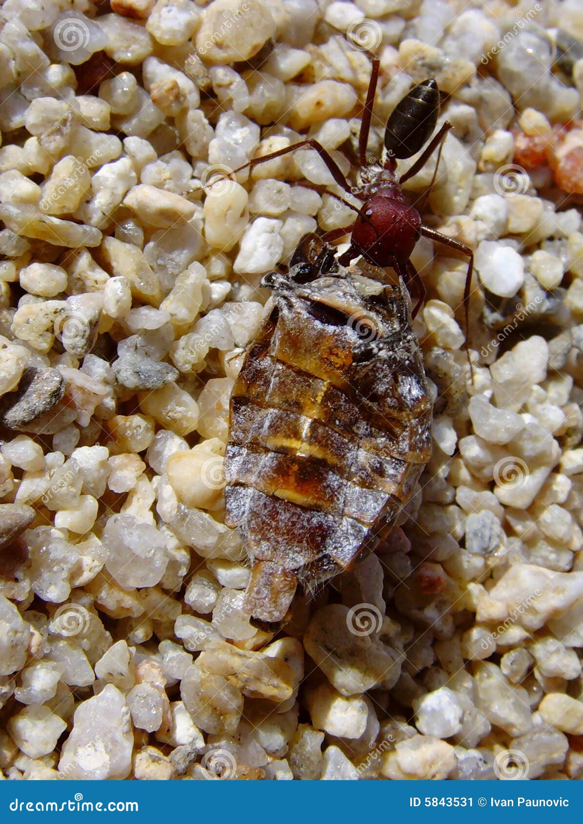 Funcionamento da formiga imagem de stock. Imagem de picada - 5843531