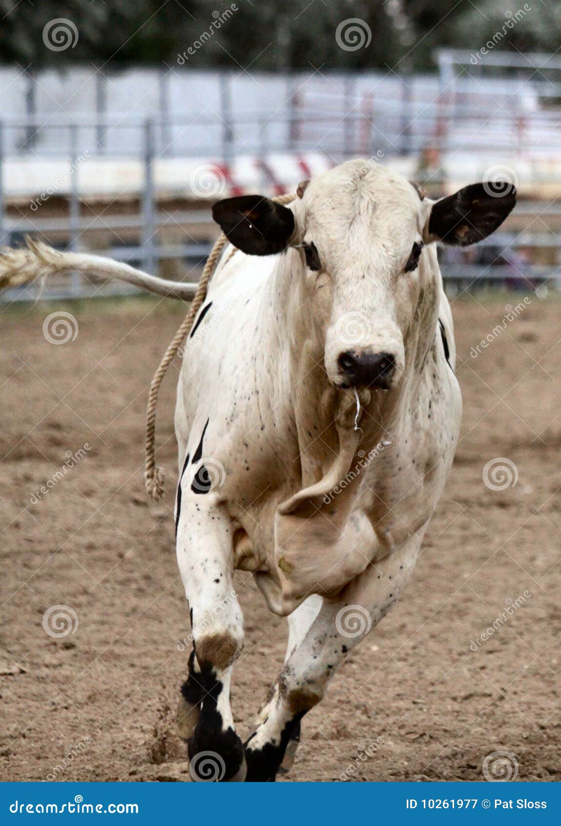 Funcionamiento Blanco Del Toro. Imagen de archivo - Imagen de estafado ...