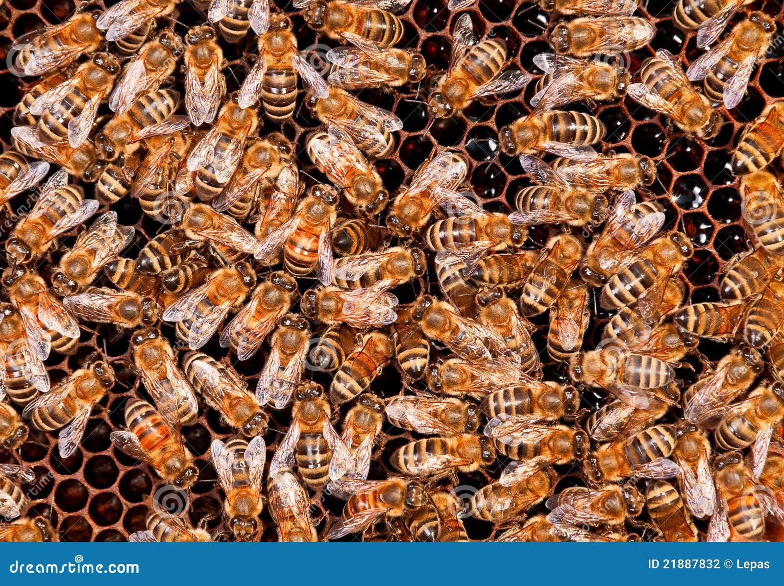 Funcionamiento De La Abeja De Los Insectos Foto de archivo - Imagen de ...