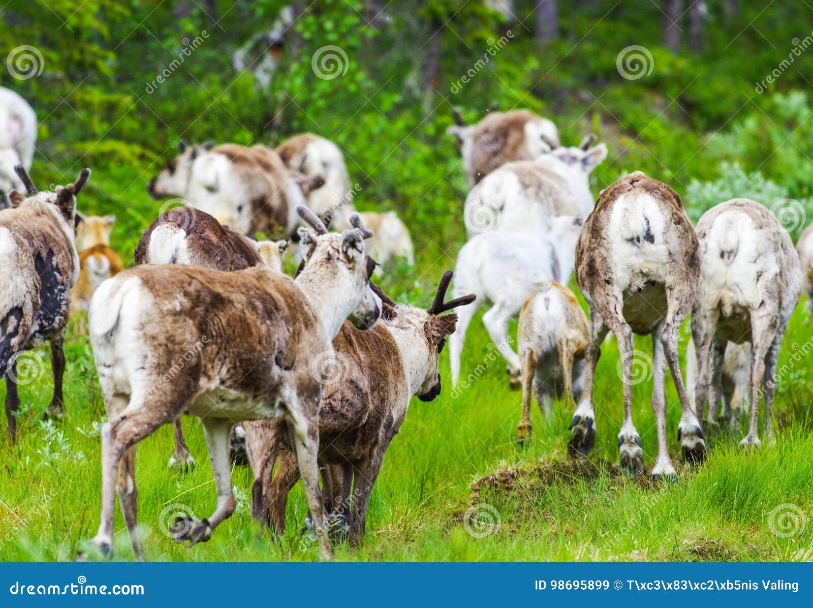 Funcionamiento De Los Renos Imagen de archivo - Imagen de norte, rango ...
