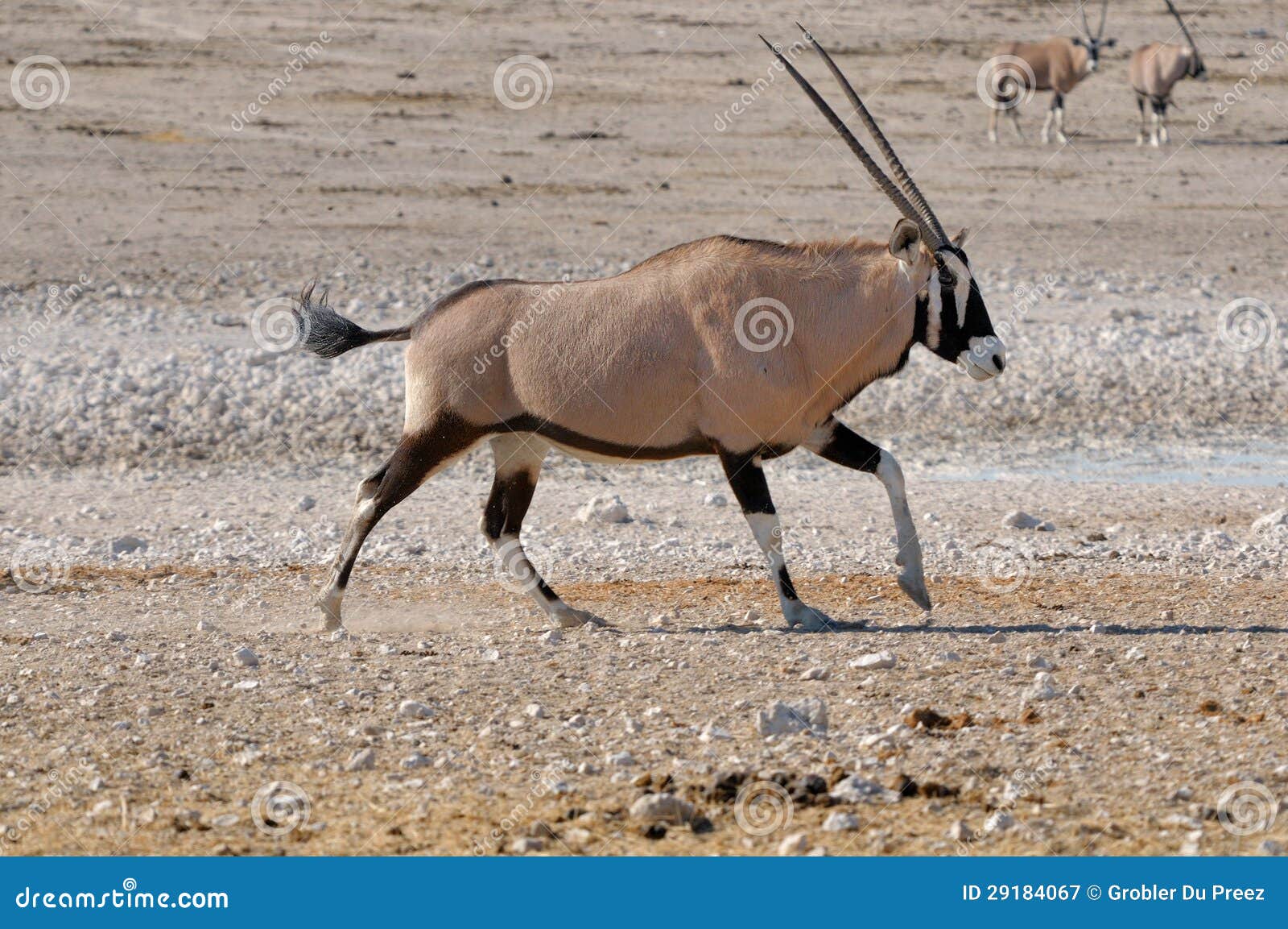 Funcionamiento De Orix (Gemsbok) Imagen de archivo - Imagen de africano ...