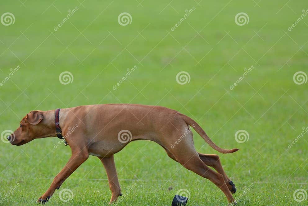 Funcionamiento De Rhodesian Ridgeback En El Campo Imagen de archivo ...
