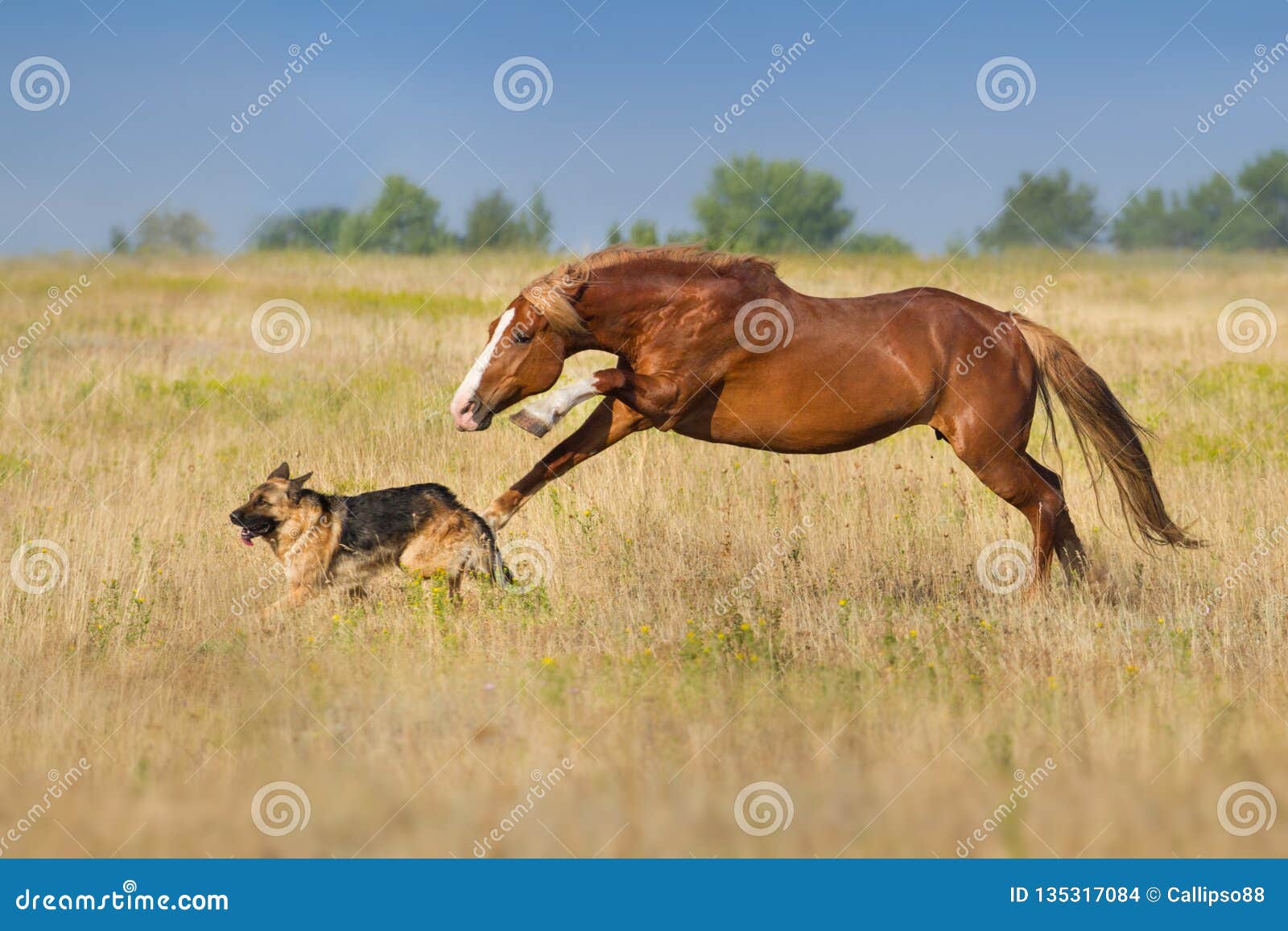 Funcionamiento Del Caballo Con El Perro Foto de archivo - Imagen de ...