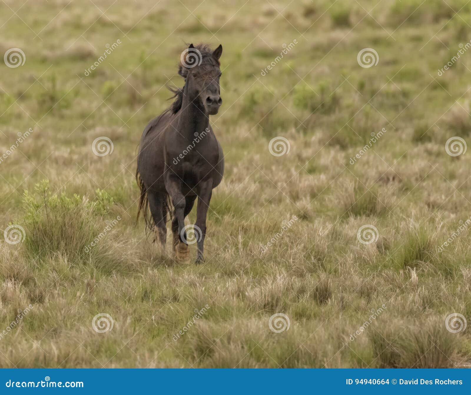 Funcionamiento Salvaje Del Semental Foto de archivo - Imagen de isla ...