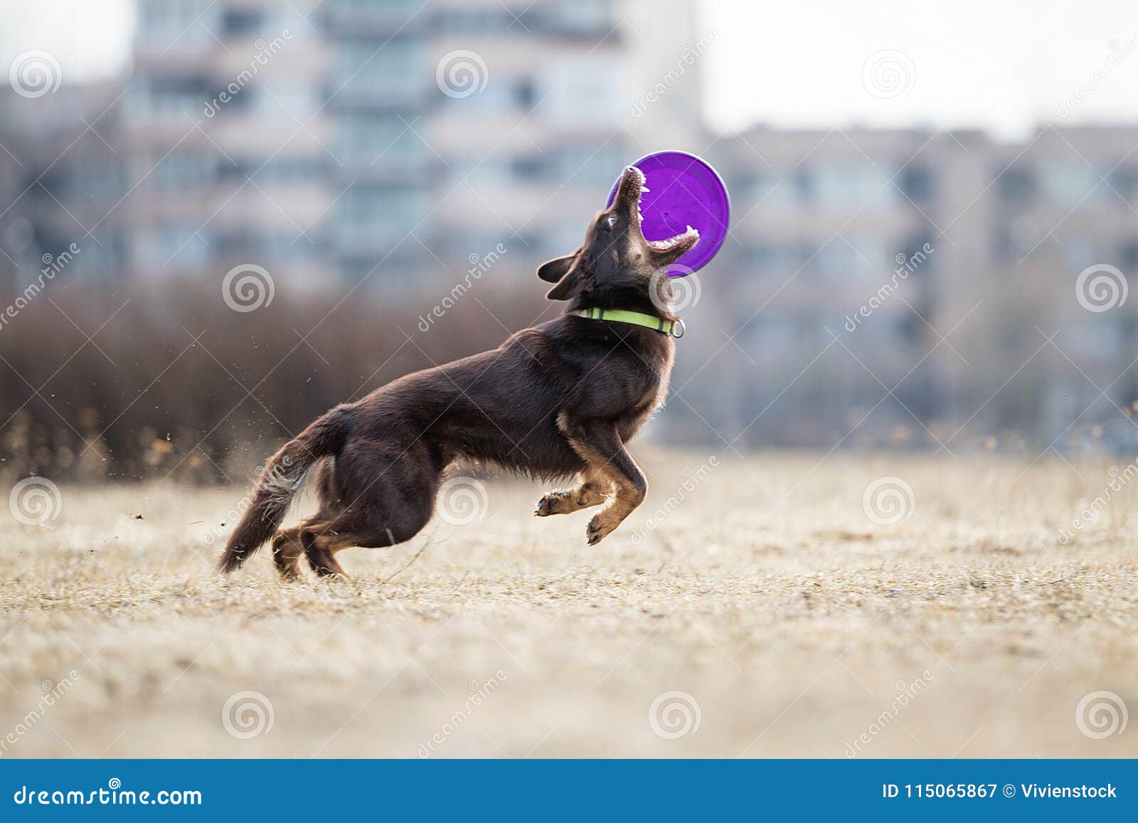 Funcionamiento Y El Jugar Del Perro Imagen de archivo - Imagen de perro ...