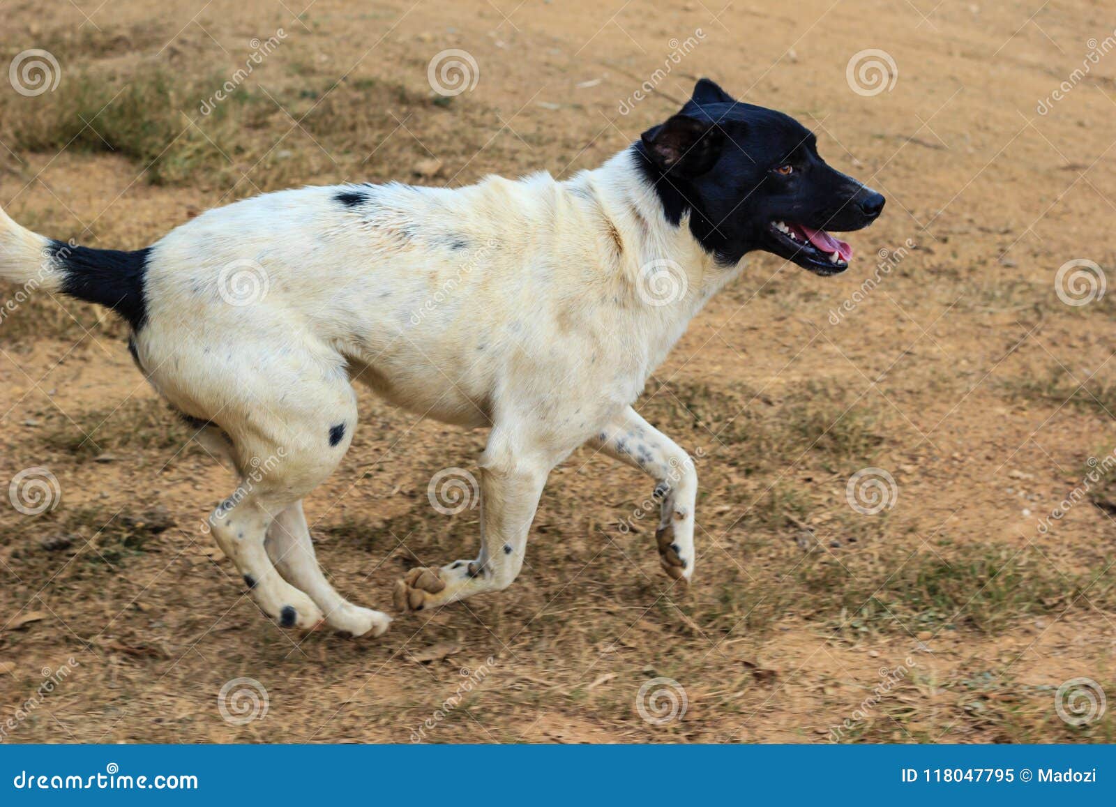 Funcionamiento Y El Jugar Del Perro Imagen de archivo - Imagen de lindo ...