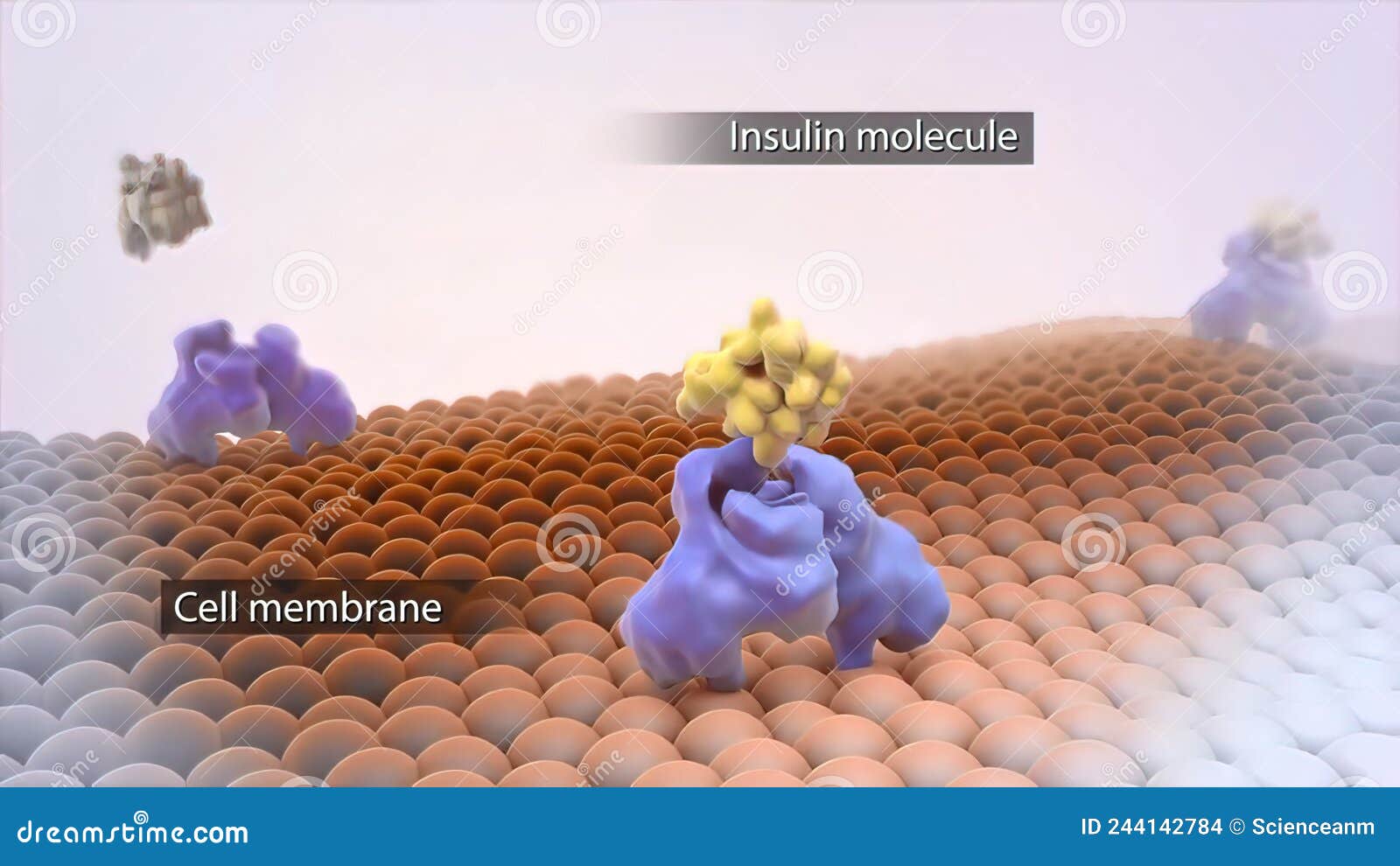 Function of Cell Membrane and Glucose Molecules Stock Illustration ...