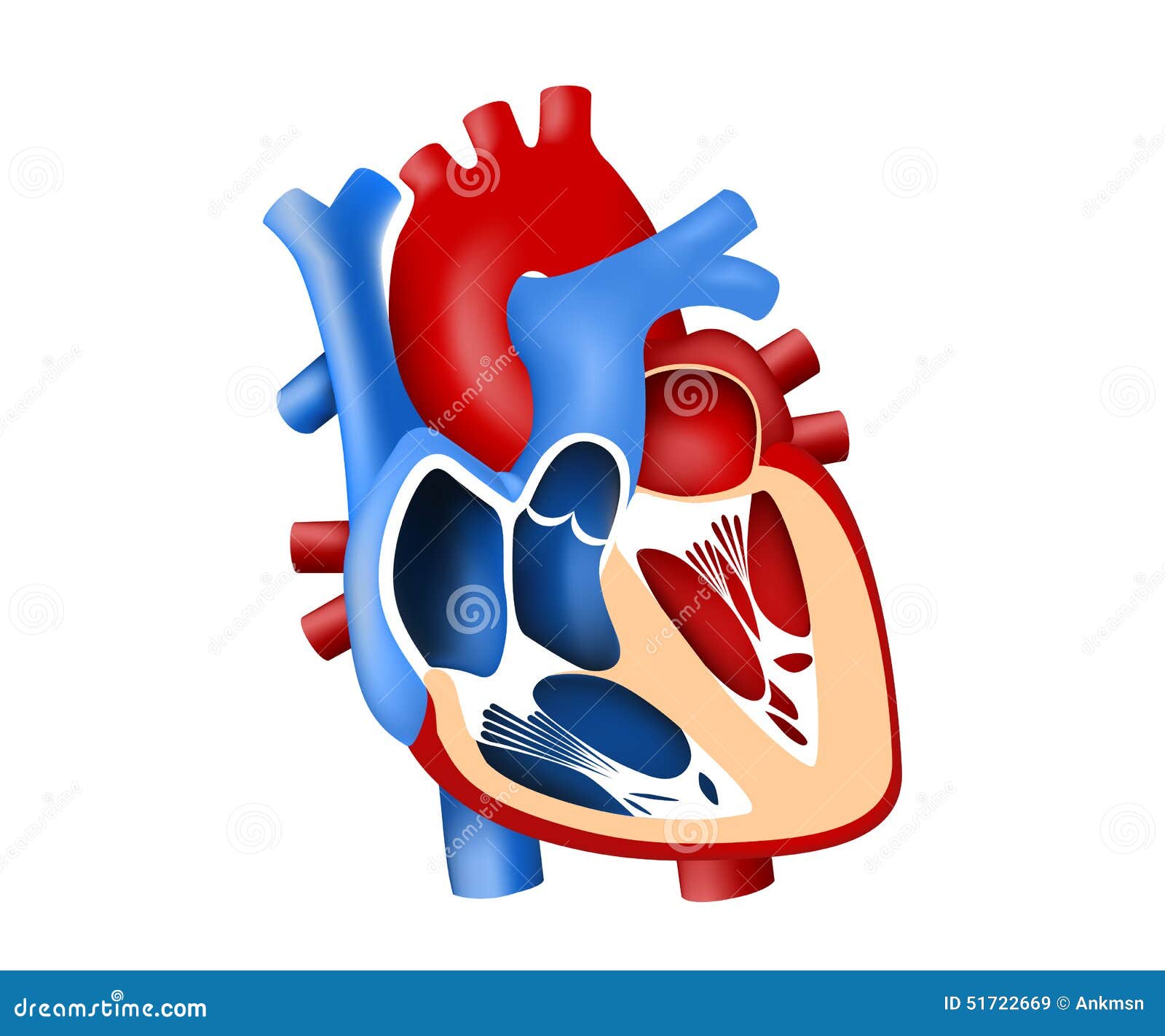 Function and Definition Human Heart Tridimensional Stock Vector ...