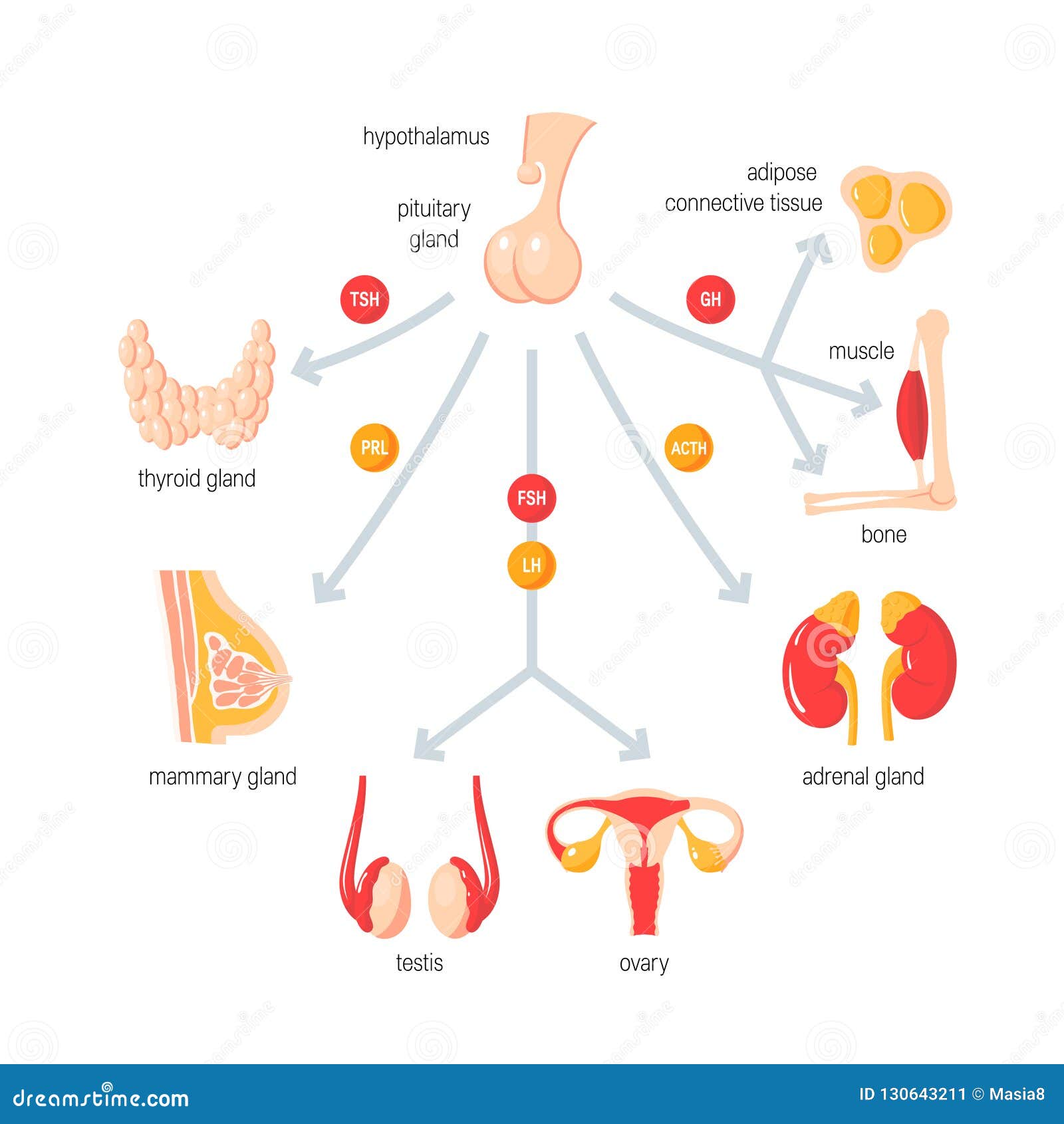 Function Of Endocrine System. Simple Vector Infographic In Flat Style ... Function Of Endocrine System. Simple Vector Infographic In Flat Style ...