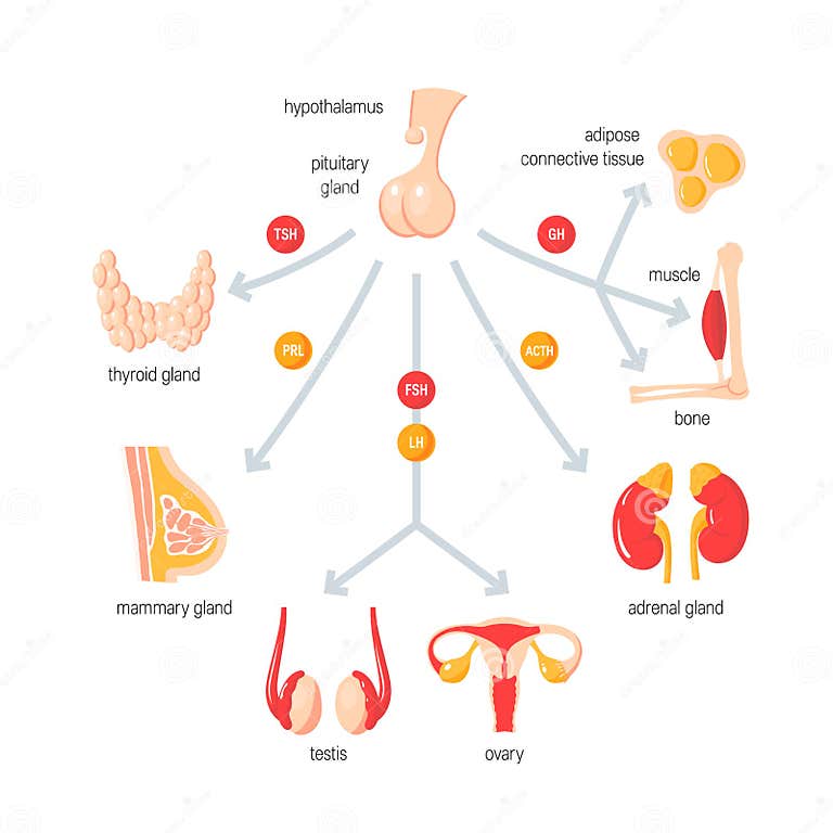 Function of Endocrine System. Simple Vector Infographic in Flat Style ...