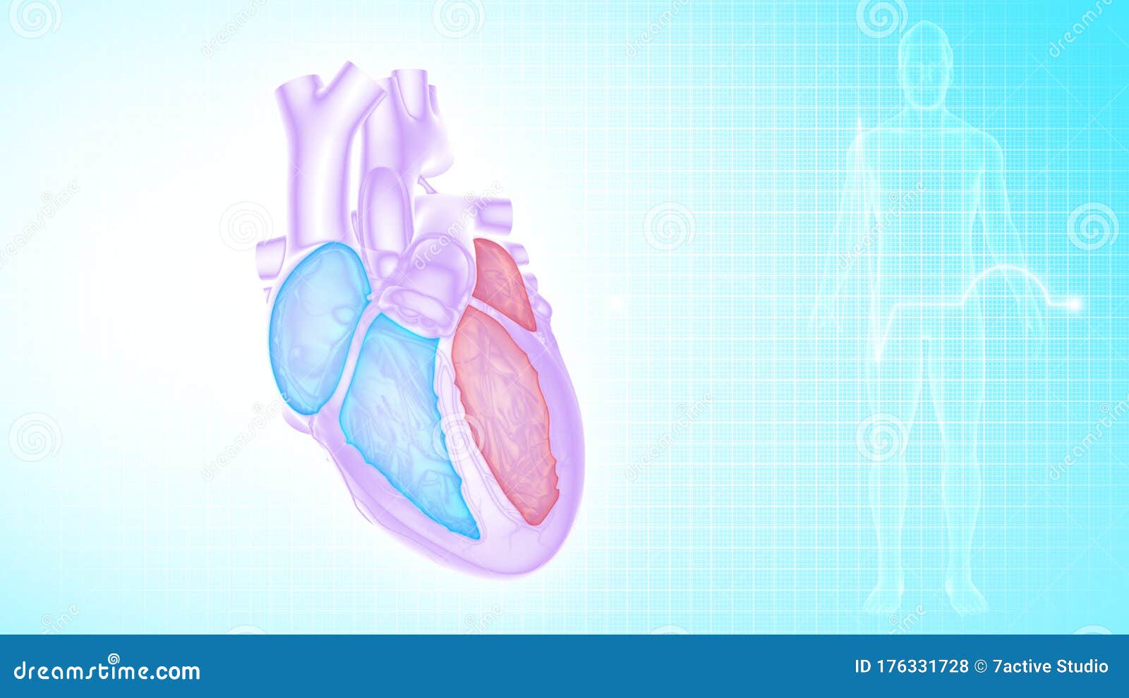 Function of Four Chambers of Human Heart Stock Illustration ...