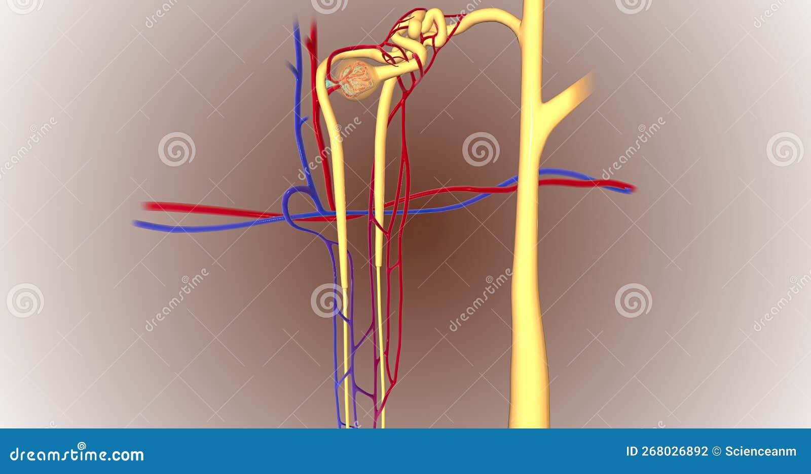 The Function of the Nephron is To Convert Blood To Urine and Consists ...