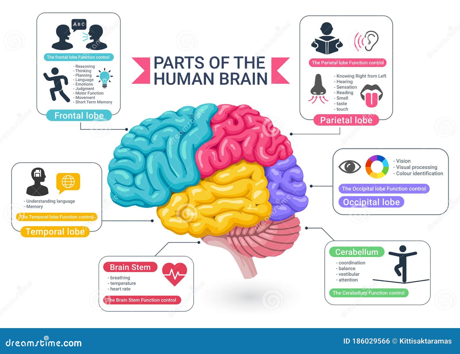 Functional Areas Of The Human Brain Diagram Vector Illustrations ...