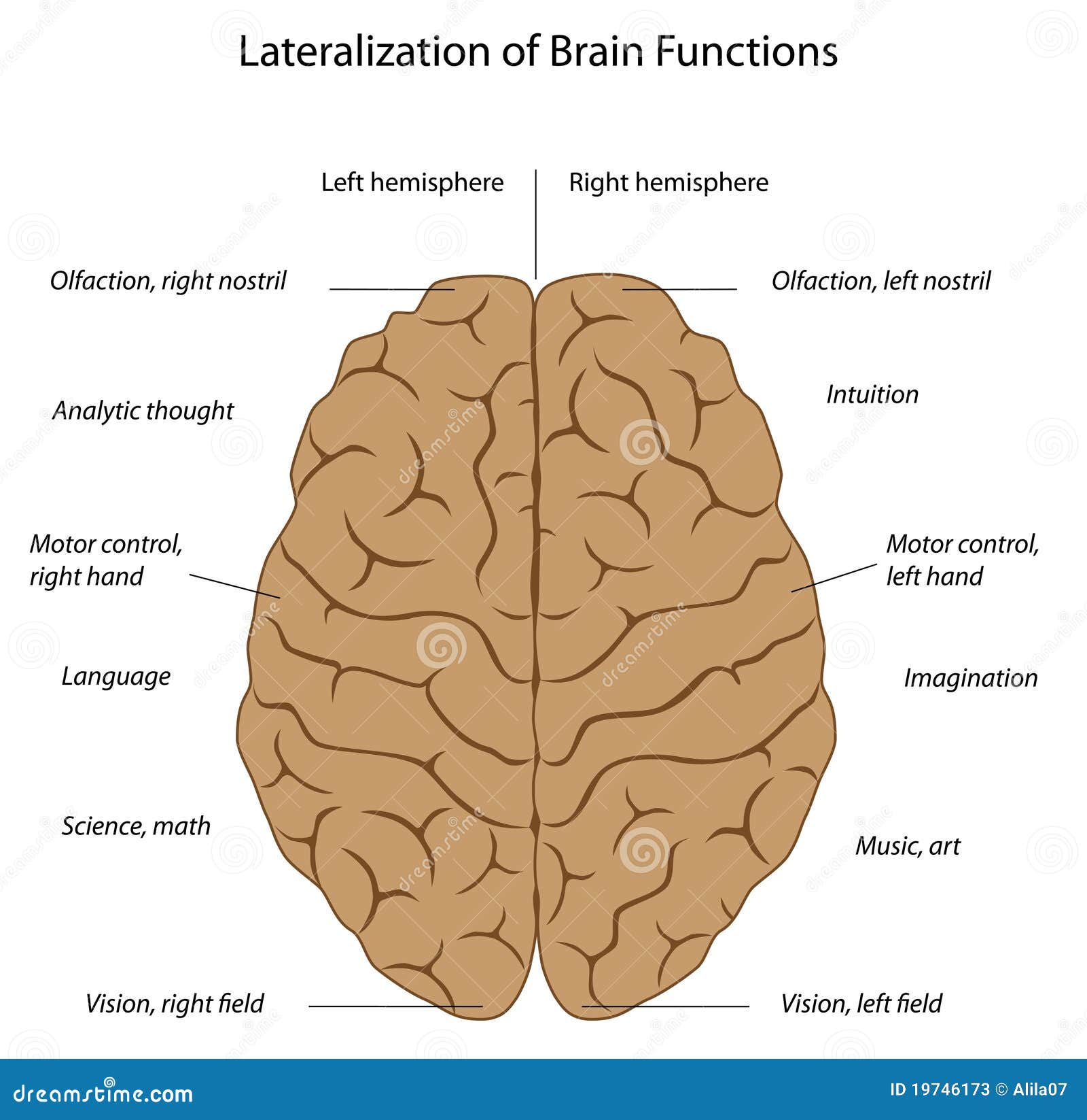 Functions Of The Brain Stock Vector Illustration Of Intellectual