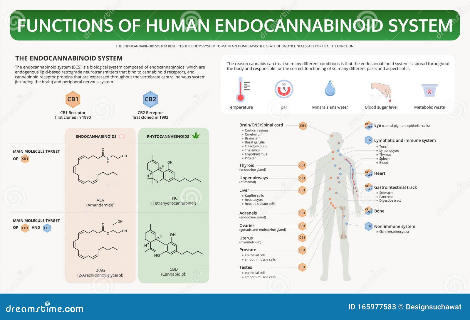 Functions of Human Endocannabinoid System Horizontal Textbook ...
