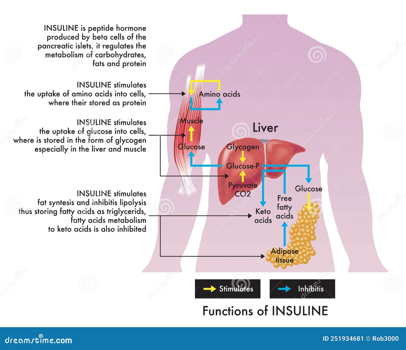 Insulin Secretion Vector Illustration. Biological Pancreas Function ...