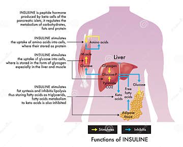 Functions of insulin stock vector. Illustration of health - 251934681