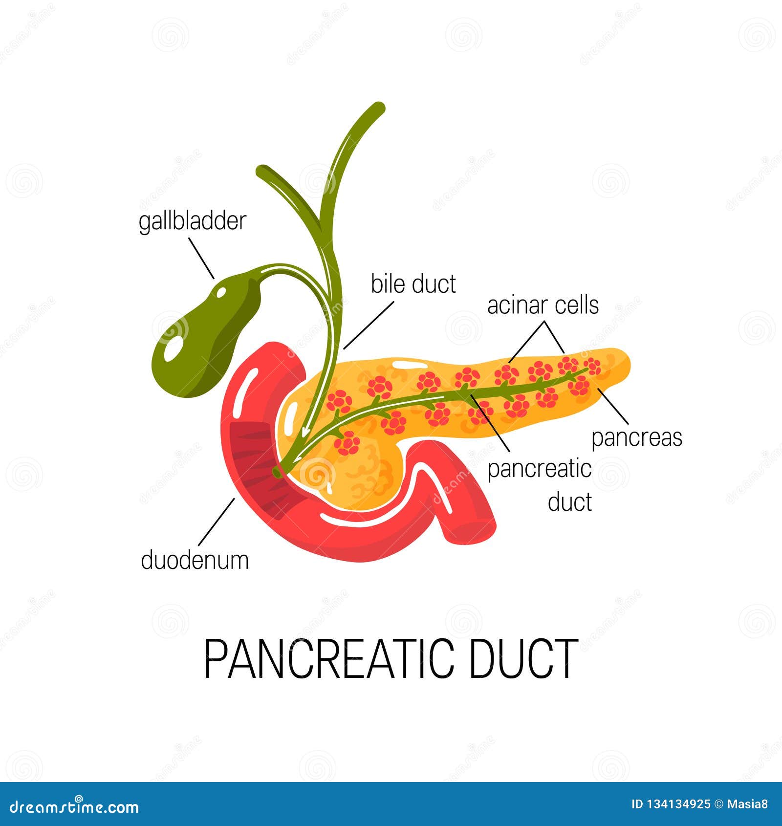 Functions Of Pancreas Concept Vector Illustration Stock Vector