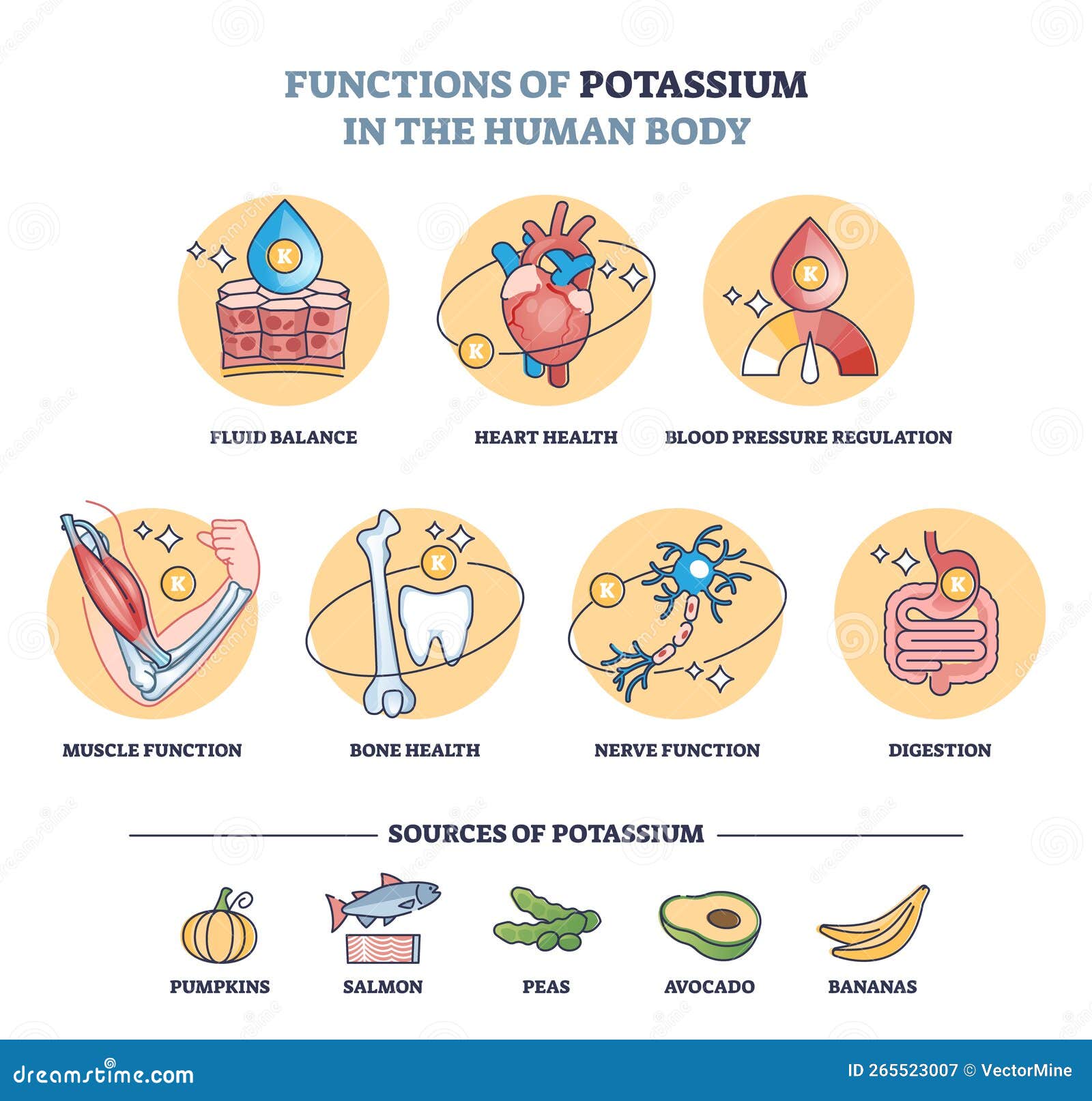 Functions Of Potassium In Human Body With Sources In Food Outline Diagram Stock Vector