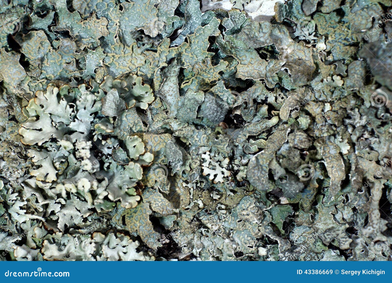 Fundo Azul Da Textura Do Microcosmo Do Musgo Imagem de Stock - Imagem ...