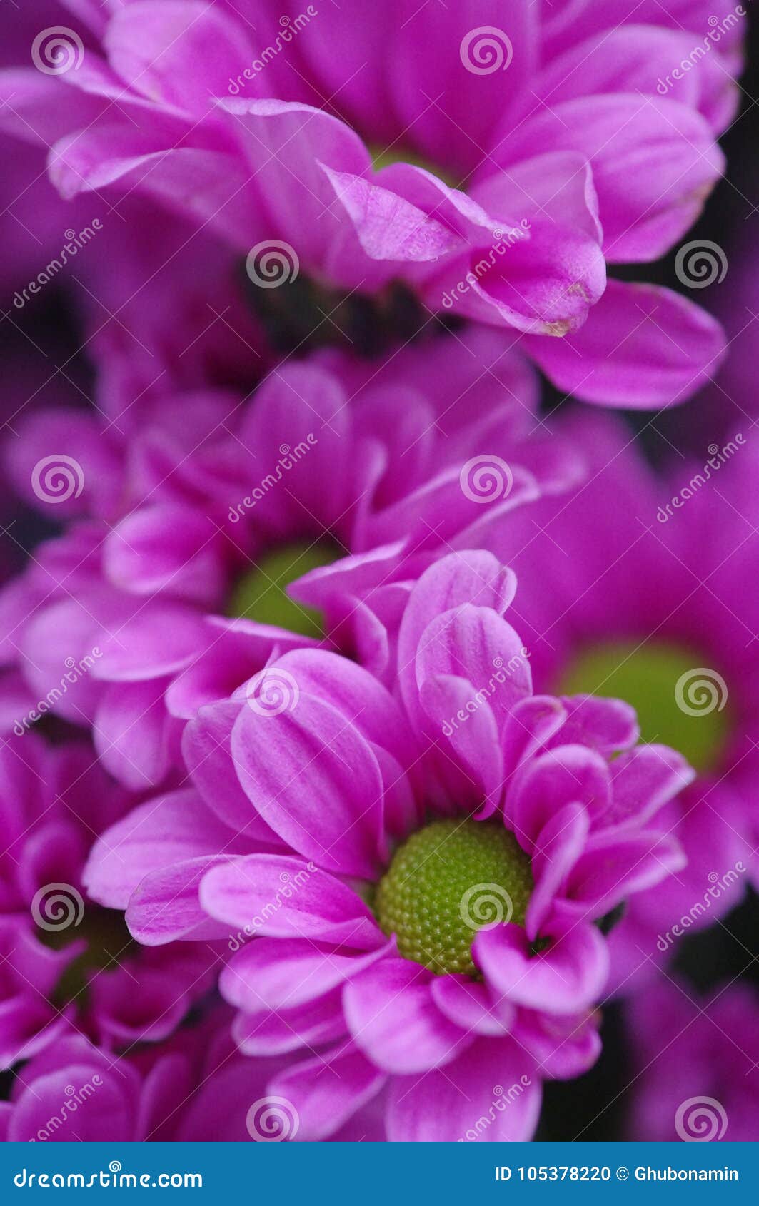 Fundo Cor-de-rosa Da Margarida Foto de Stock - Imagem de buquê ...