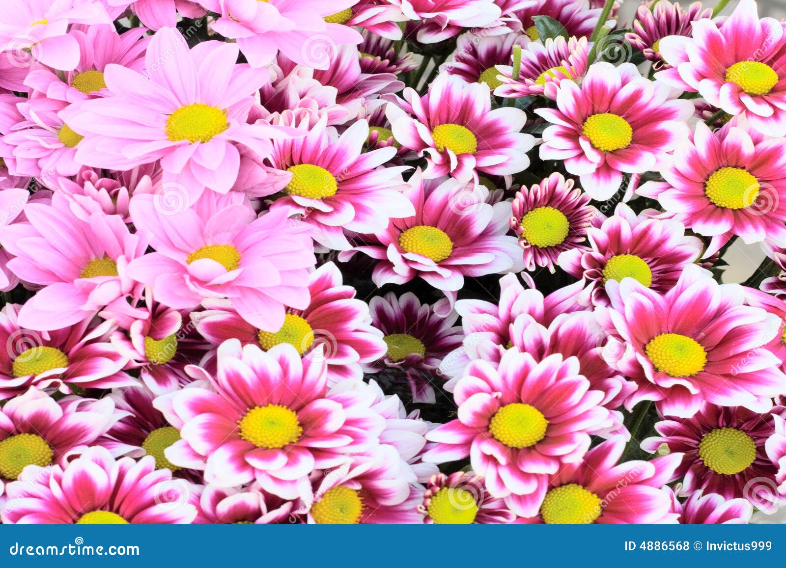 Fundo Cor-de-rosa Da Margarida Foto de Stock - Imagem de elementos ...