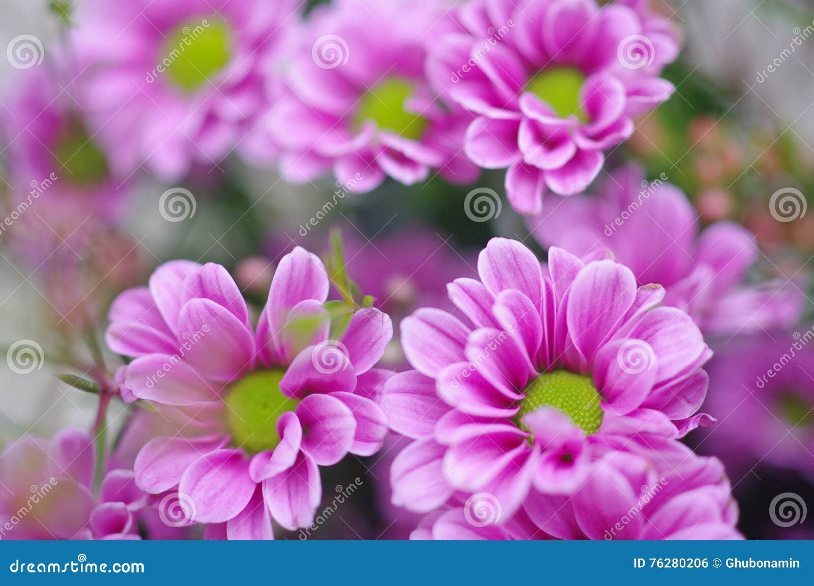 Fundo Cor-de-rosa Da Margarida Foto de Stock - Imagem de pétala, fundo ...