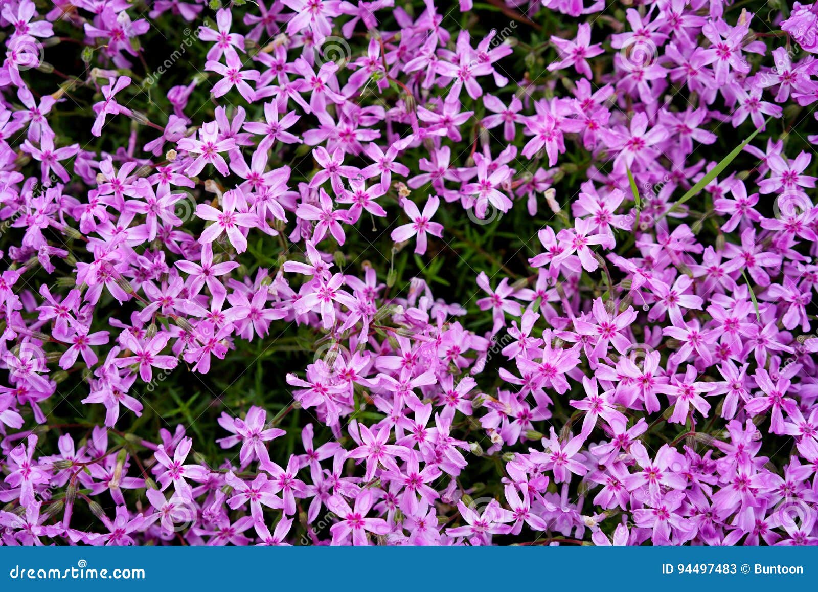 Fundo Cor-de-rosa Da Natureza Do Musgo Imagem de Stock - Imagem de ...