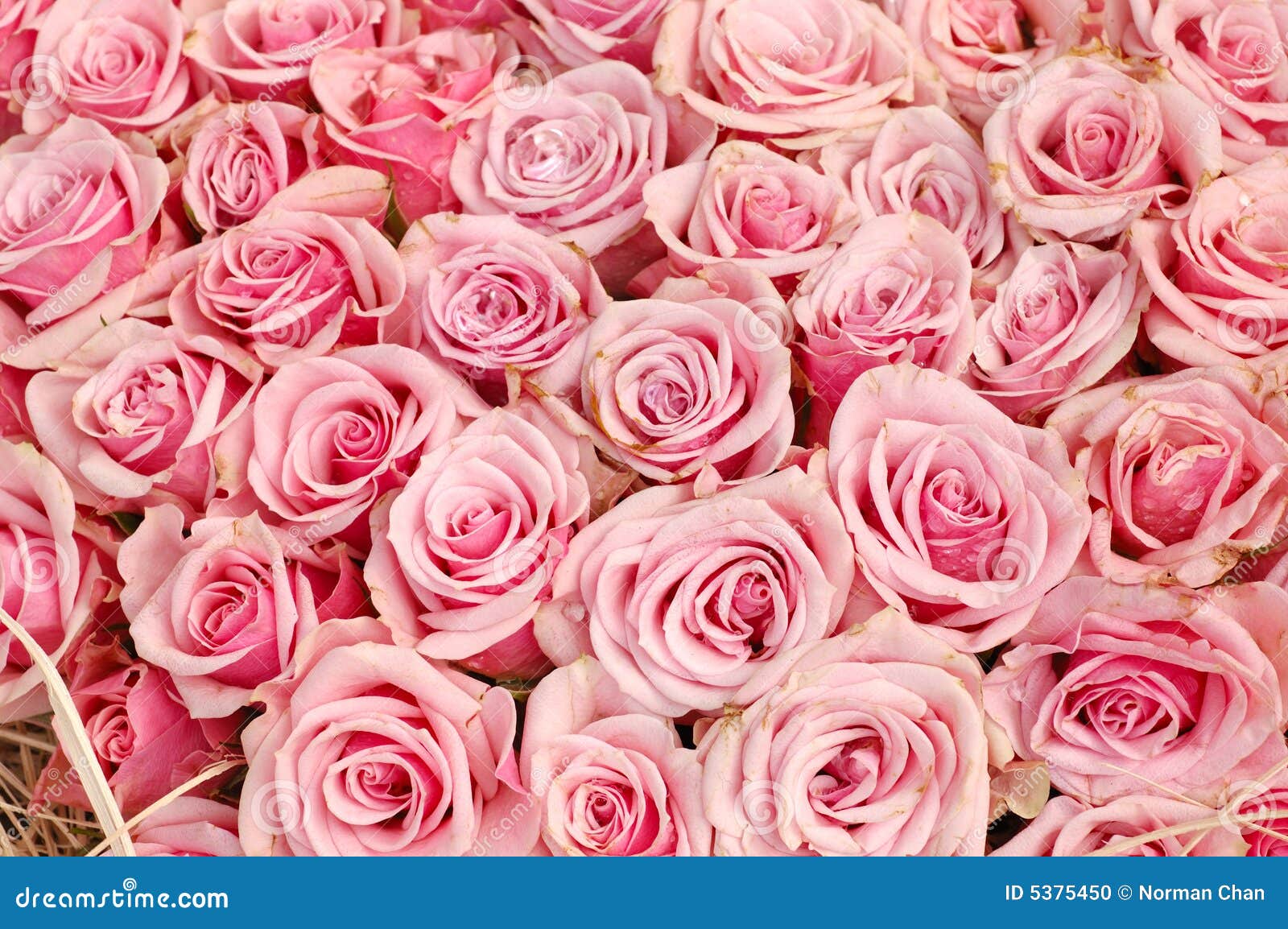 Fundo Cor-de-rosa Das Rosas Foto de Stock - Imagem de flor, buquê: 5375450