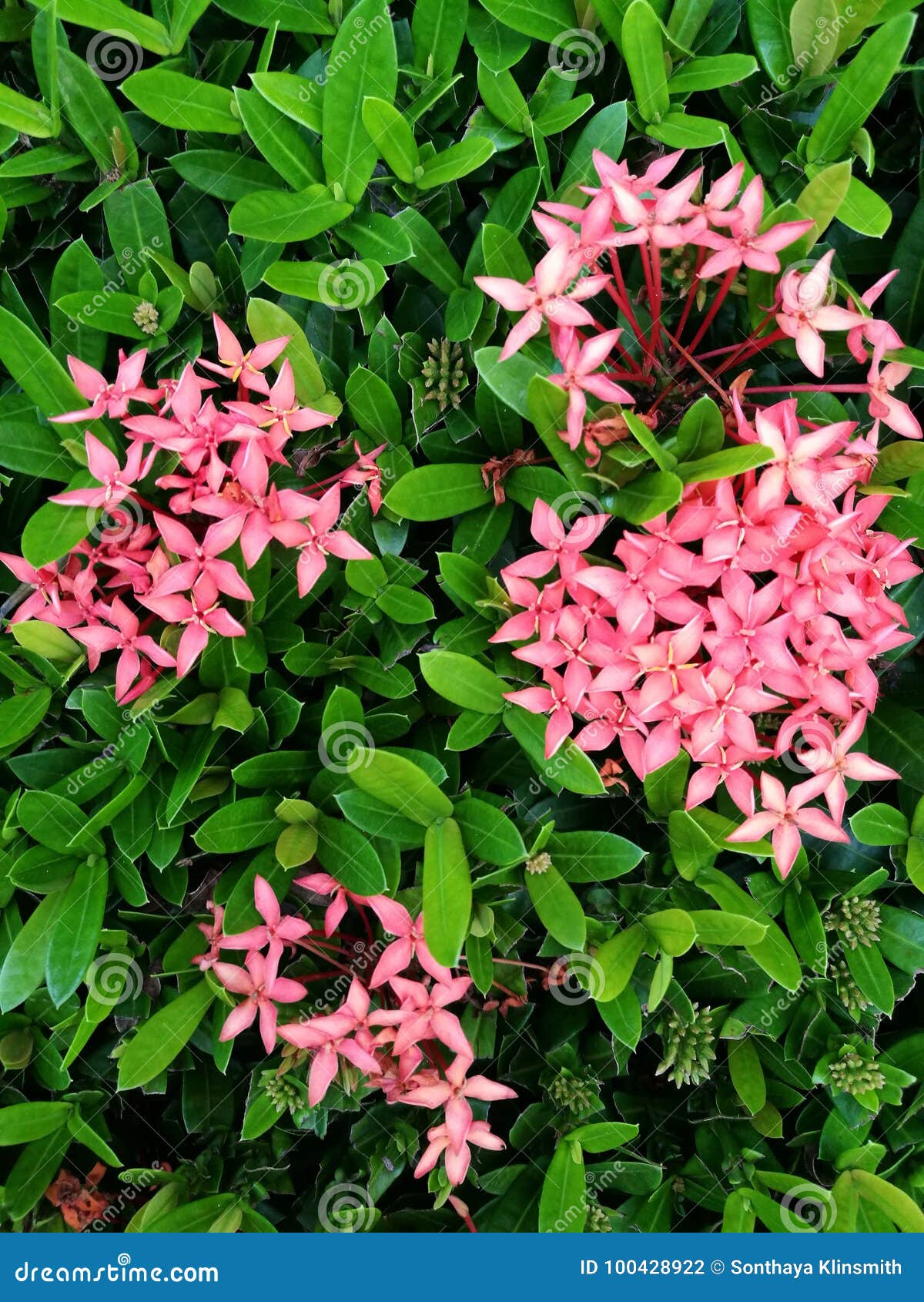 Fundo cor-de-rosa do ixora foto de stock. Imagem de bonito - 100428922