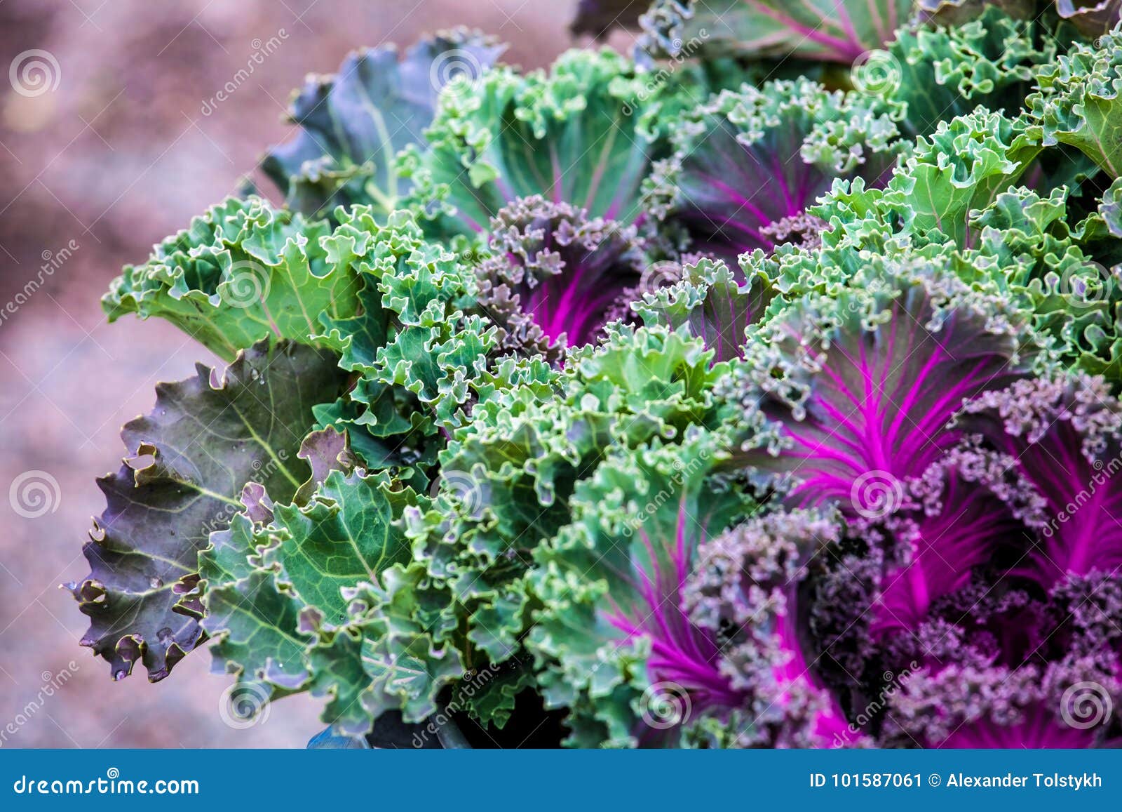 Fundo da couve da couve imagem de stock. Imagem de vegetariano - 101587061